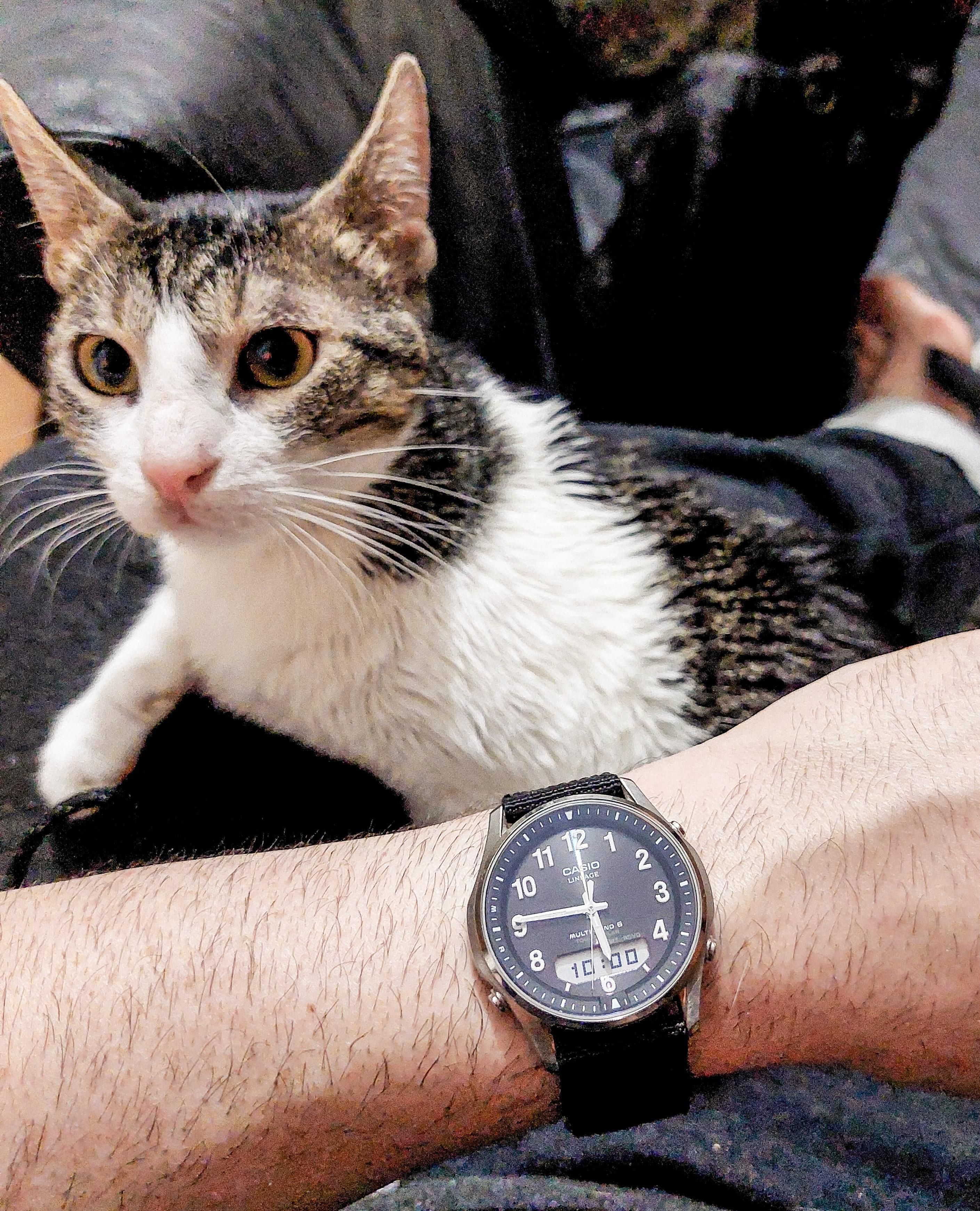 Is there such a watch as the Hamilton Khaki Field but, with the ...