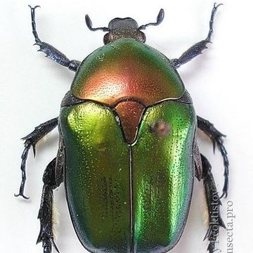 fivetide | WatchCrunch