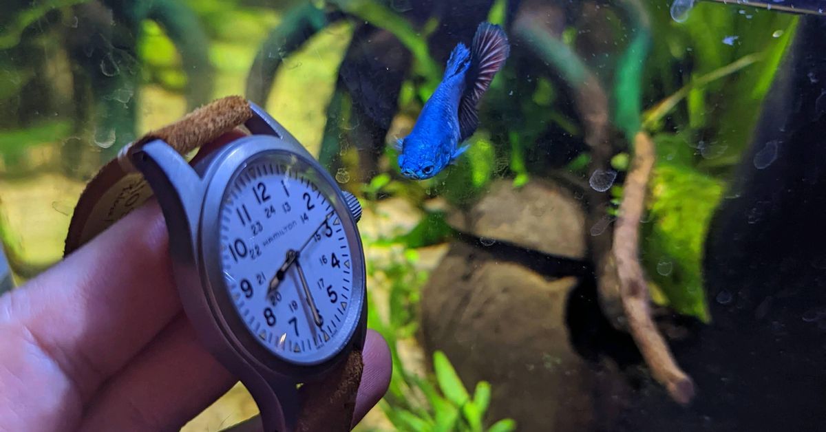 My lil fish Kim loves my khaki field 😋 | WatchCrunch