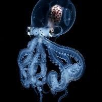 Sexlexia | WatchCrunch