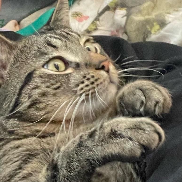 Yoonis | WatchCrunch