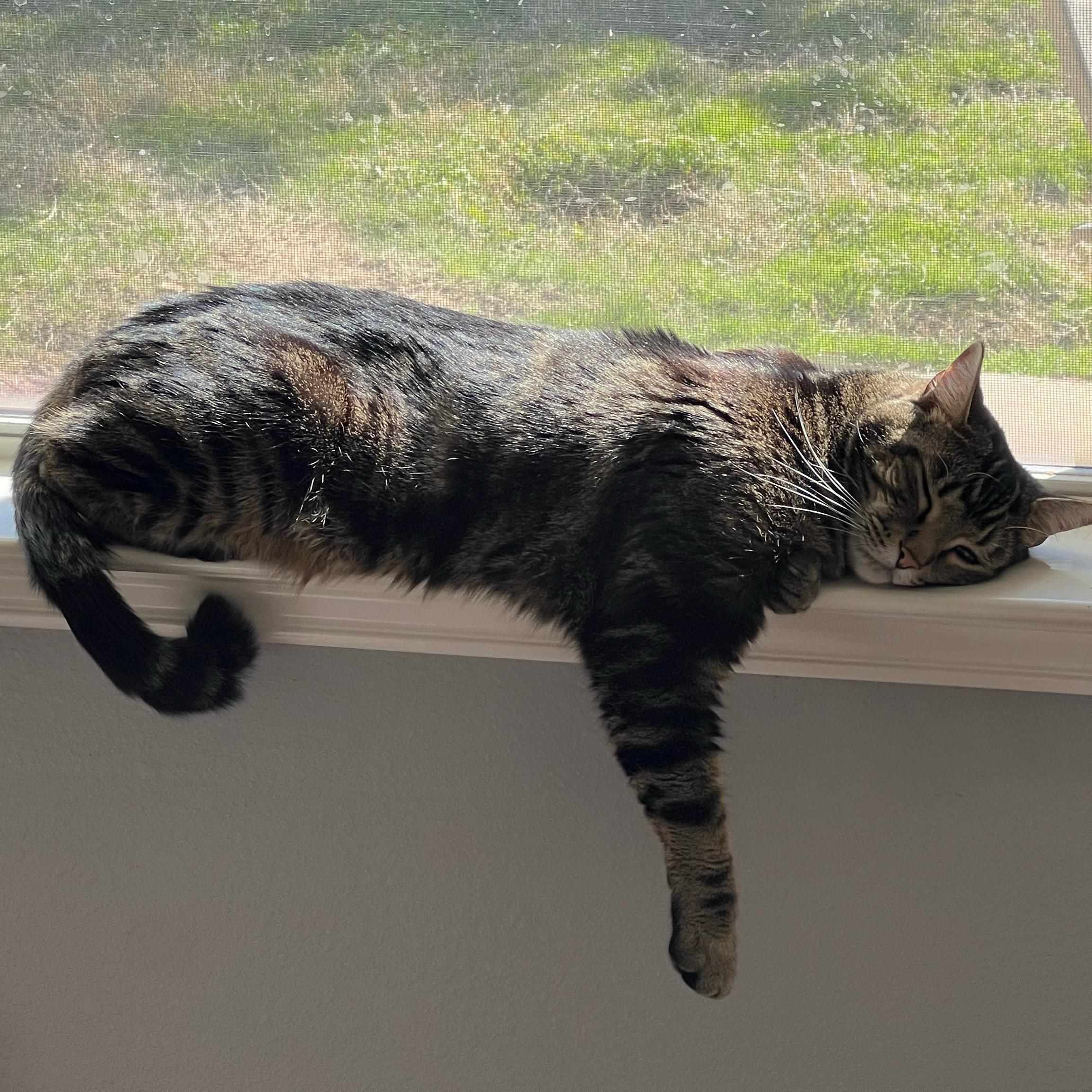 watch_cat | WatchCrunch