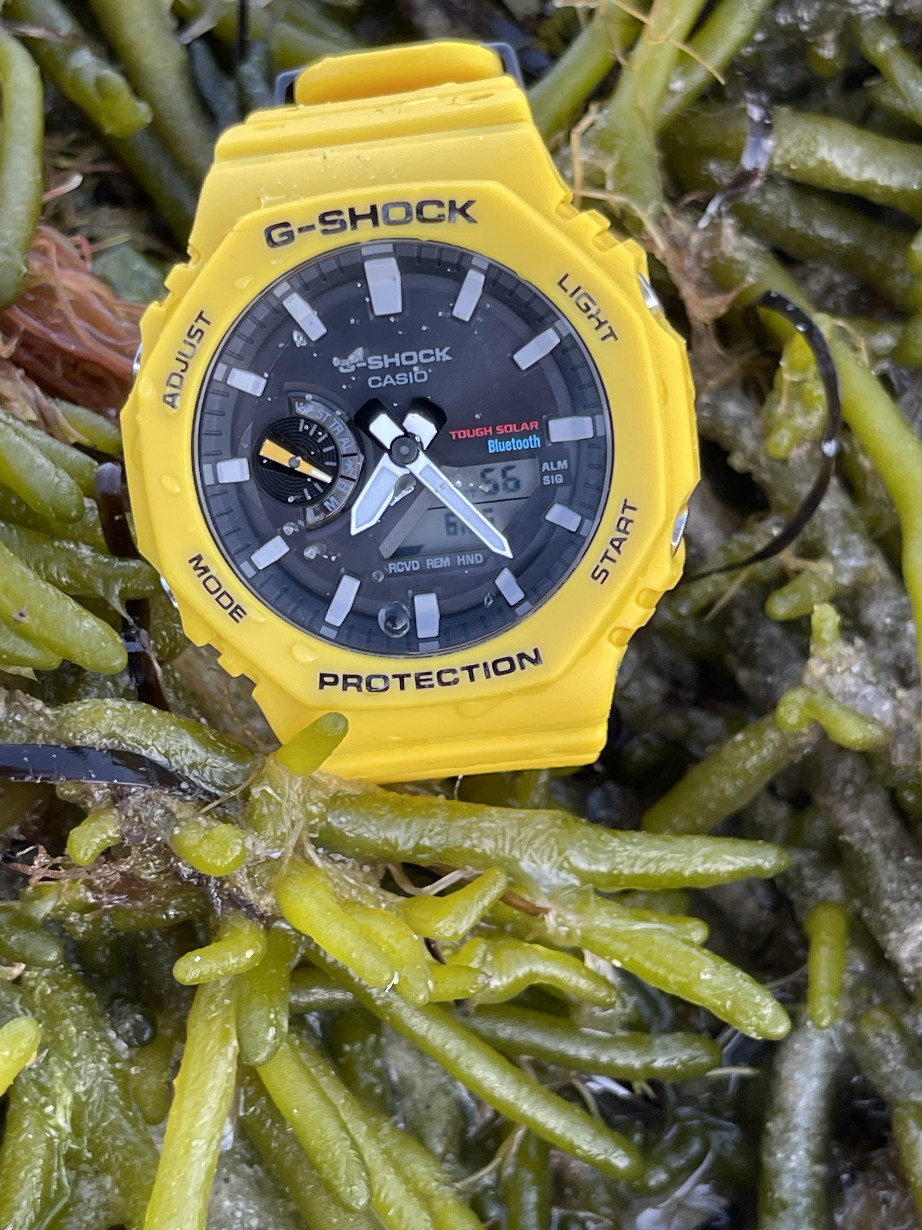 Seaweed Master | WatchCrunch