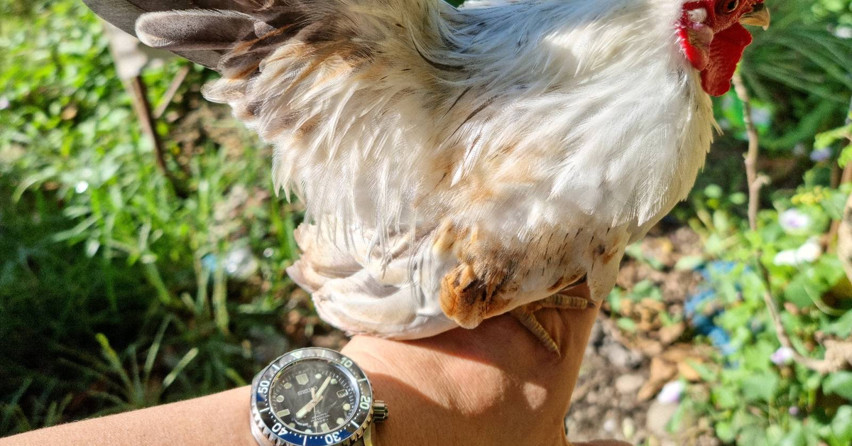 Overcompensating? | WatchCrunch