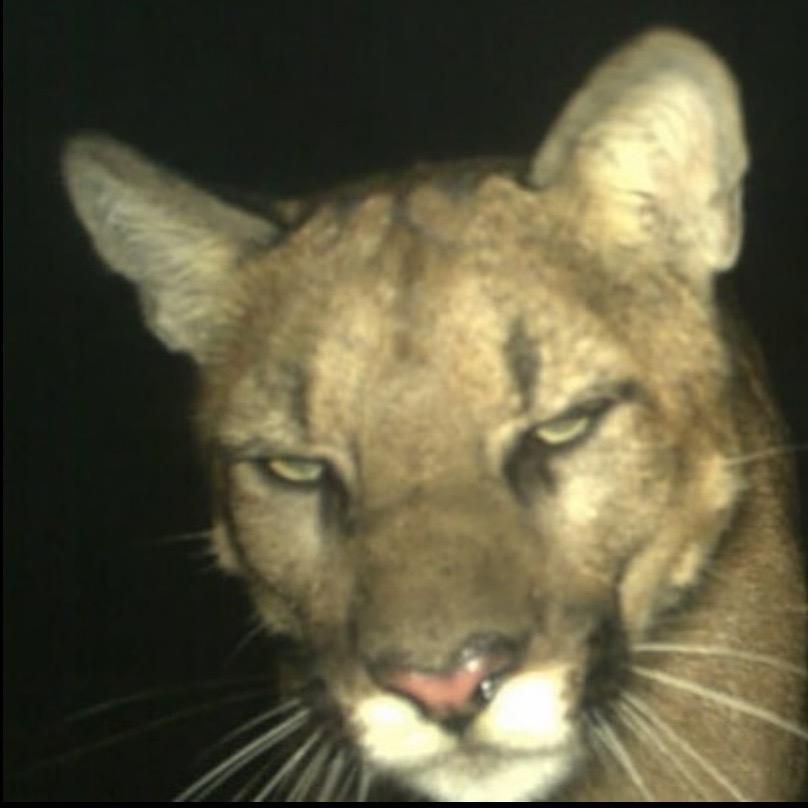 zingus | WatchCrunch