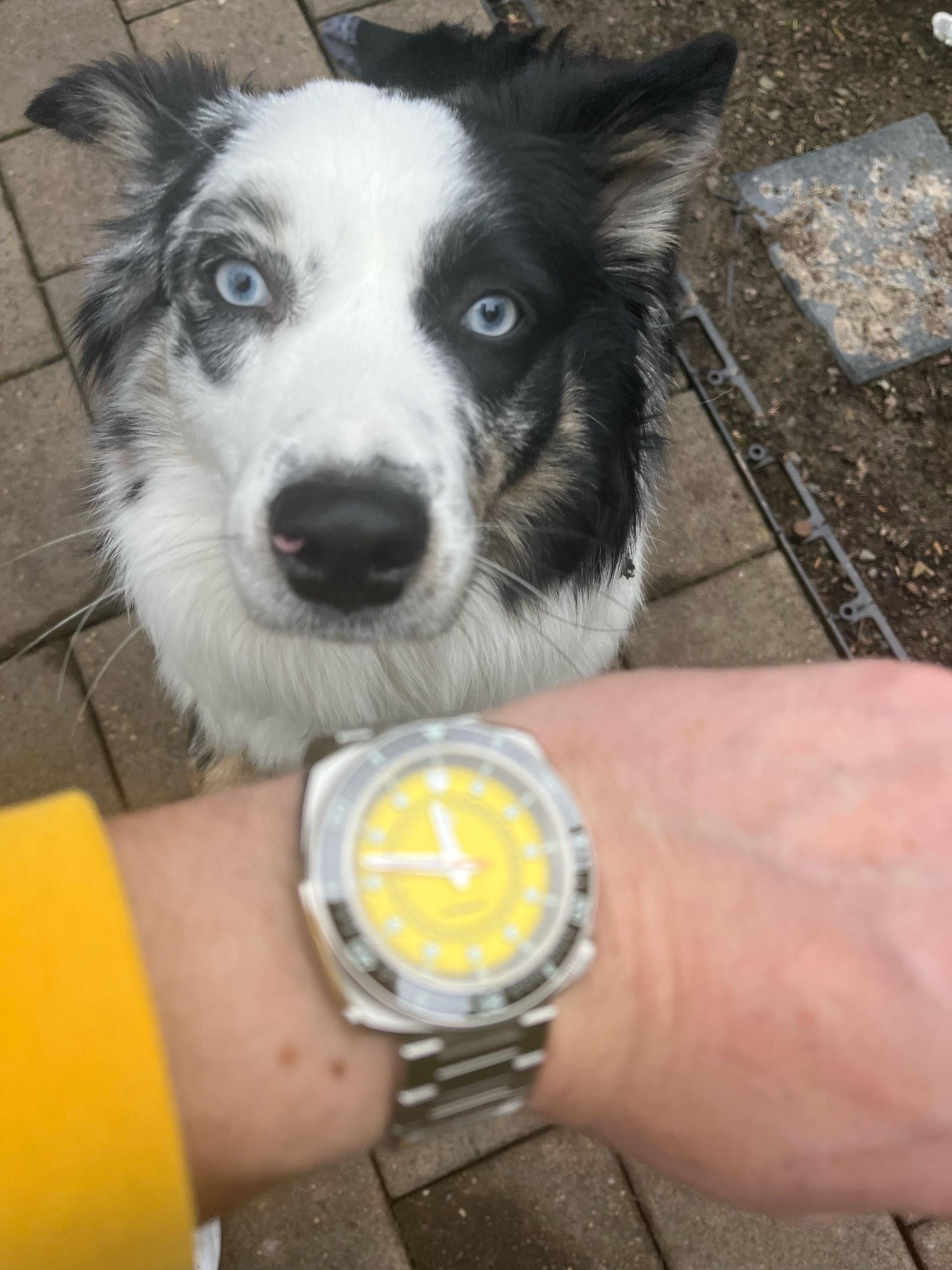 Wristcheck March 8, 2025 | WatchCrunch
