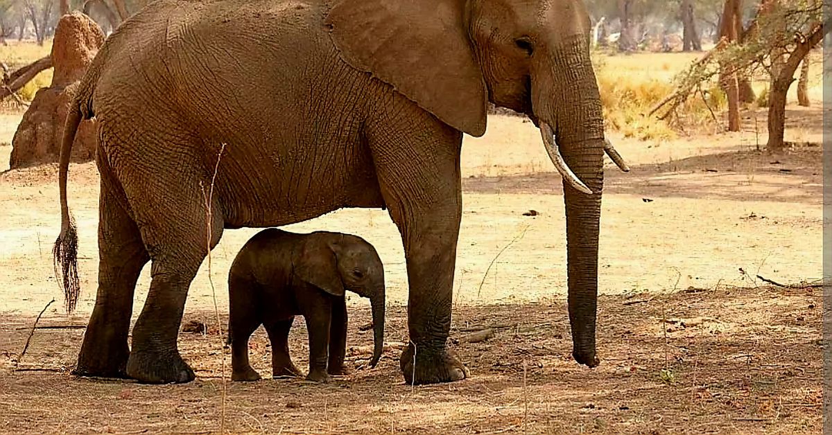 From Donkeys to Elephants... | WatchCrunch