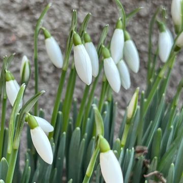 Tugras | WatchCrunch