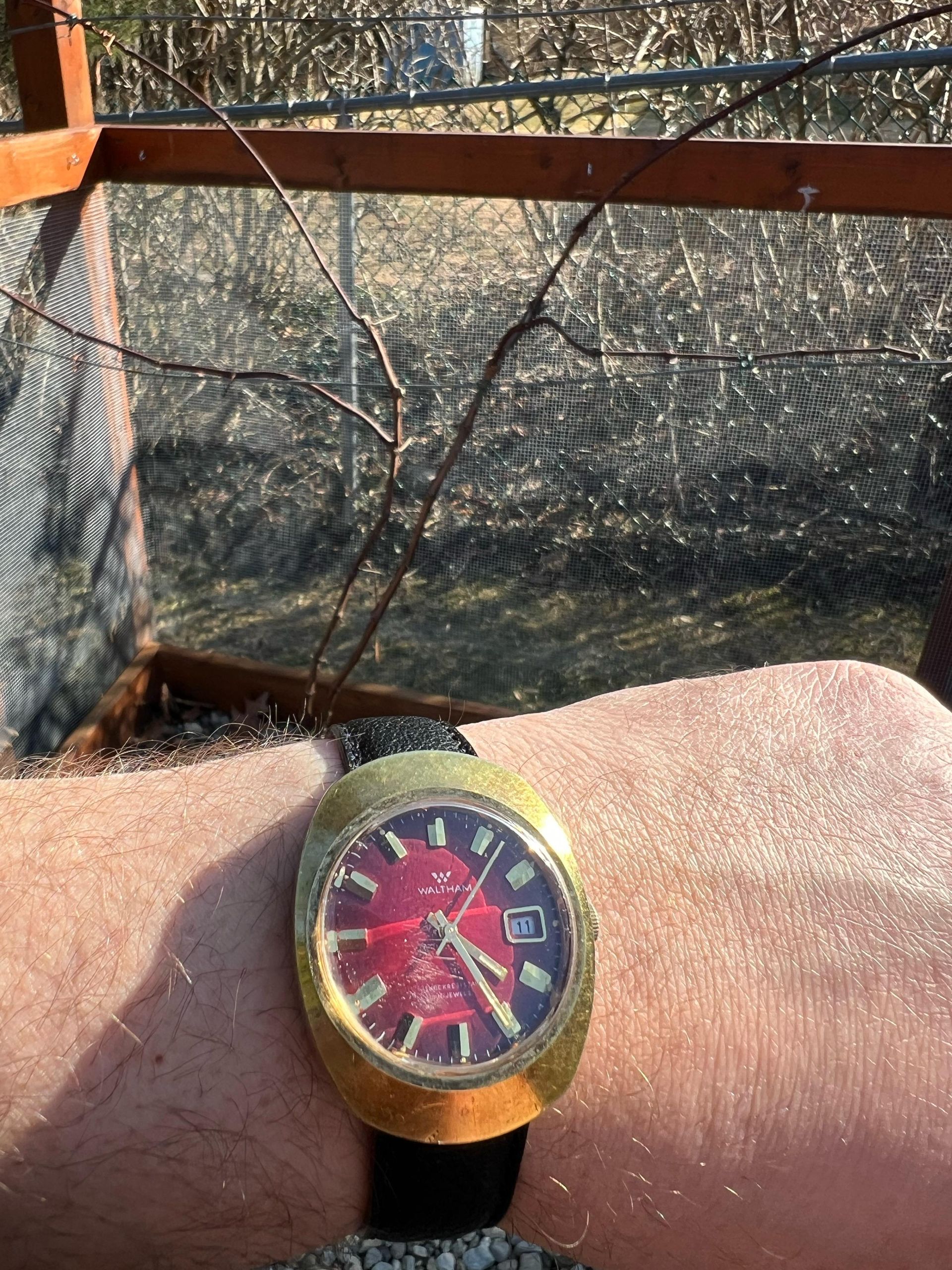 Got the Vintage Bug | WatchCrunch