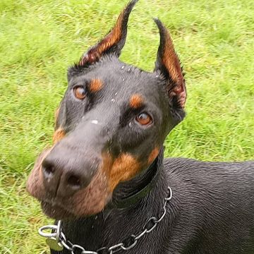 Mr_Pob | WatchCrunch