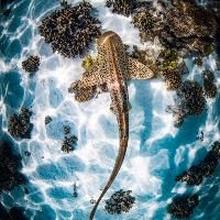 sicarii | WatchCrunch