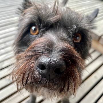 jvjvjv | WatchCrunch