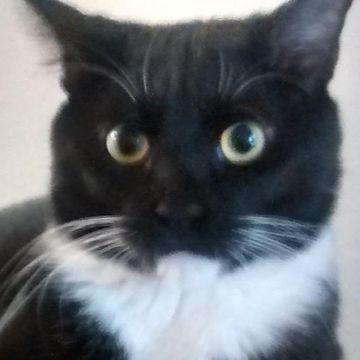 Buzzcat | WatchCrunch