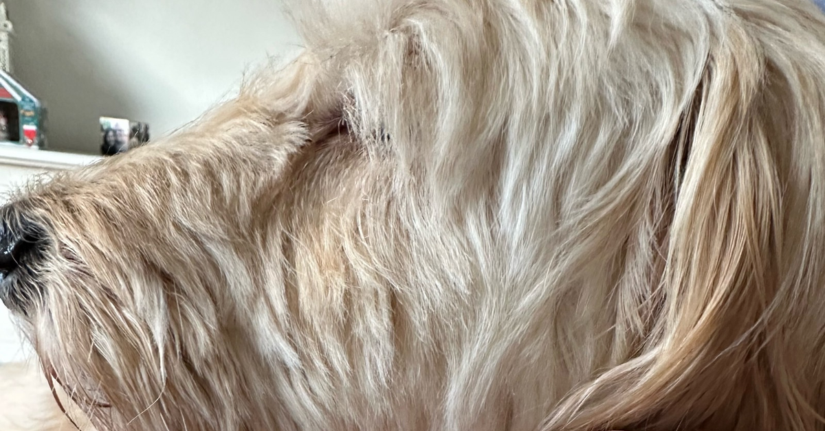 Wristcheck December 30, 2024 | WatchCrunch