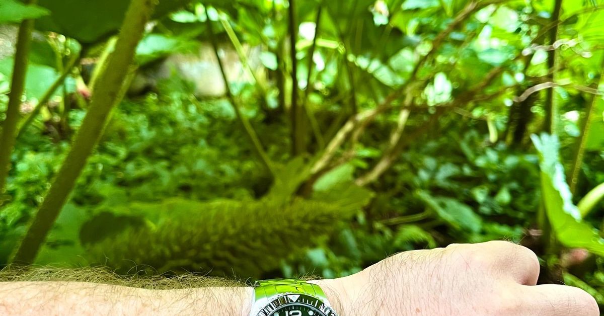 A Saturday afternoon adventure | WatchCrunch