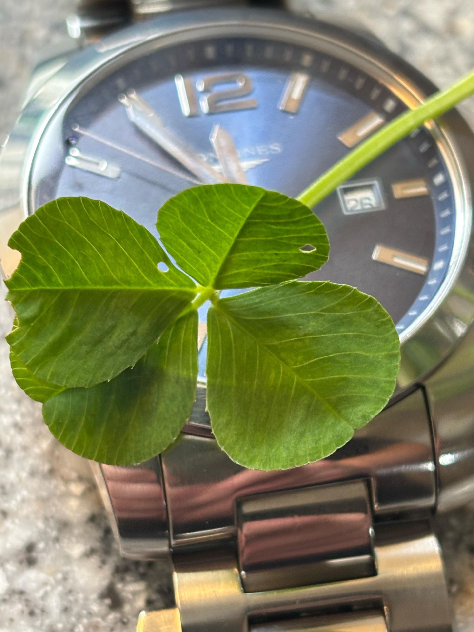 First four leaf clover! | WatchCrunch