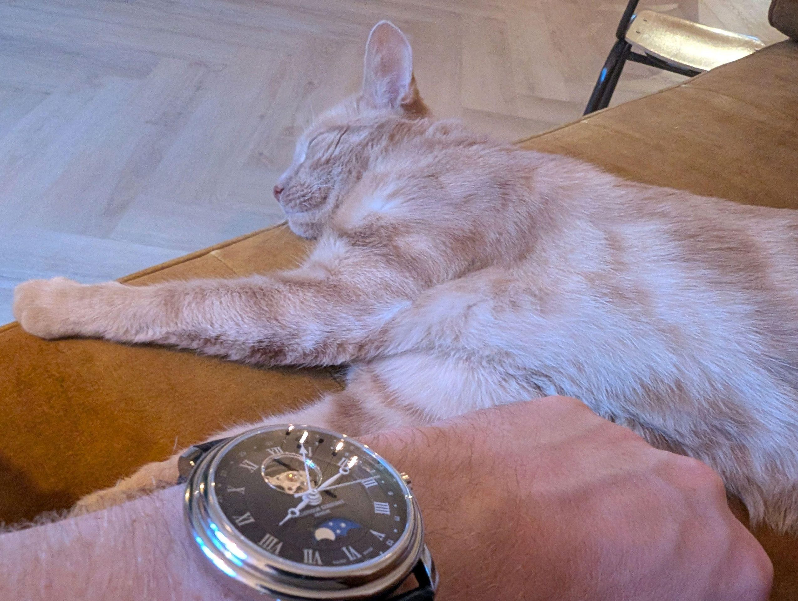 Pets & watches | WatchCrunch