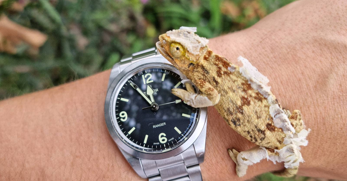 Chameleon taking over my Ranger | WatchCrunch
