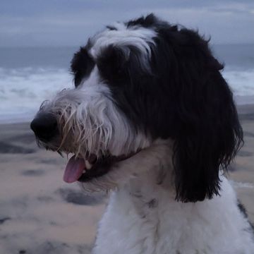 zoomis | WatchCrunch