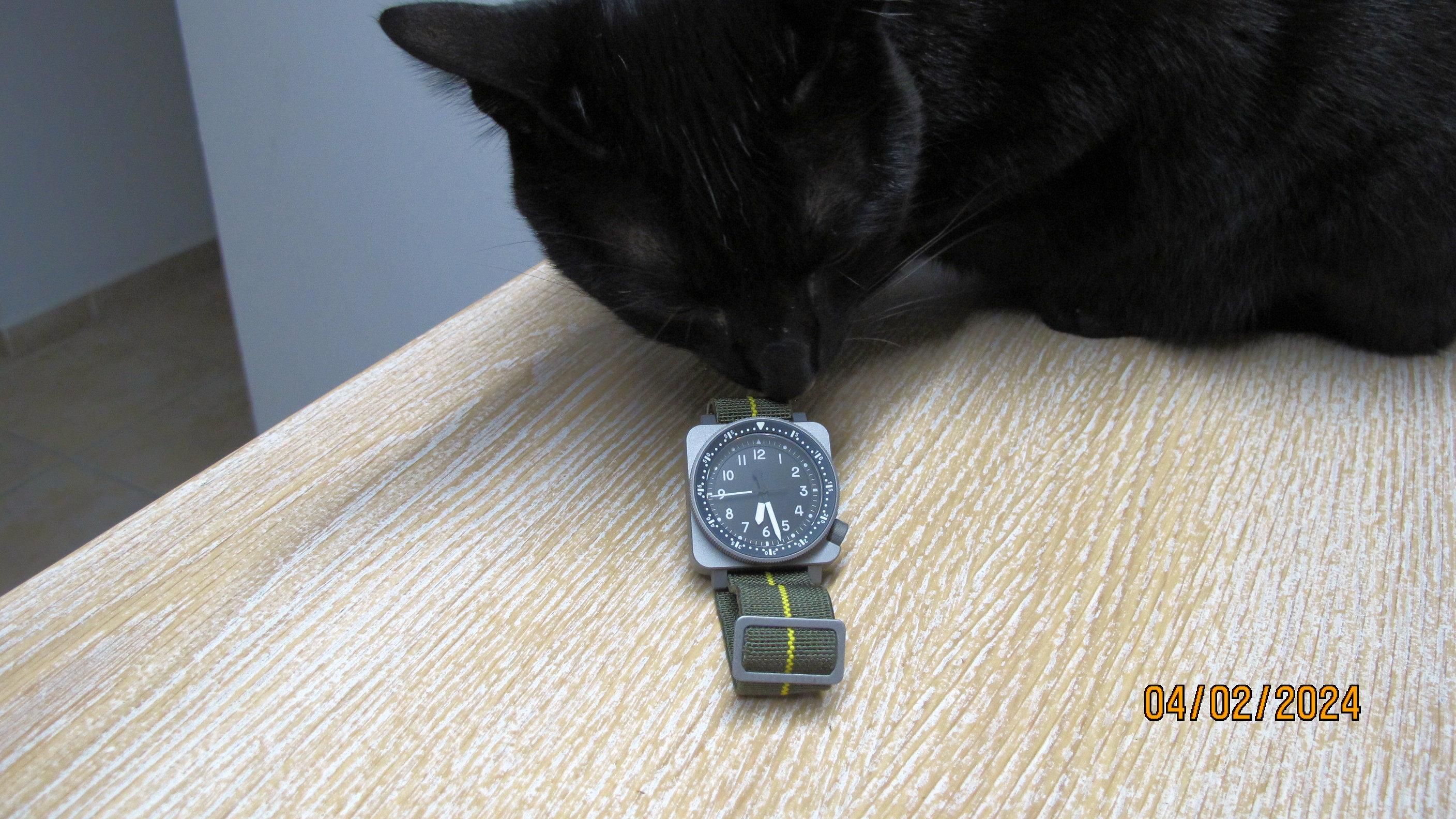 My Zelos Blacktip Burnt Orange coordinates with King pretty well. 👑 ...