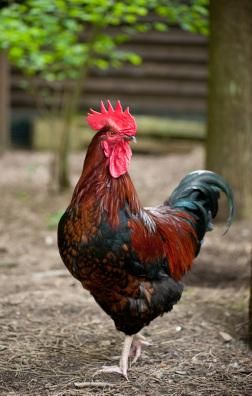 Post #15 Calibration clock | WatchCrunch