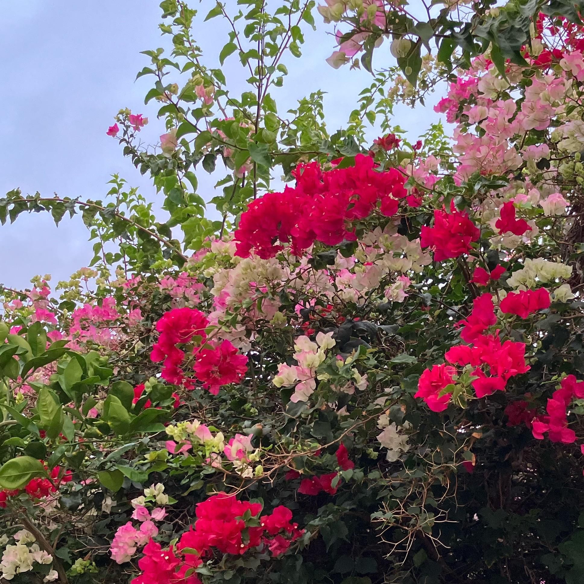 kahola | WatchCrunch